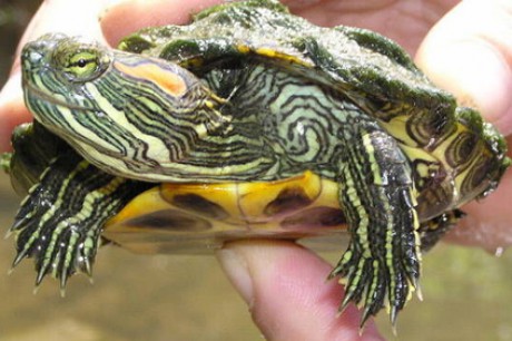 Yellow-Bellied Slider as a Pet :: History of Virginia
